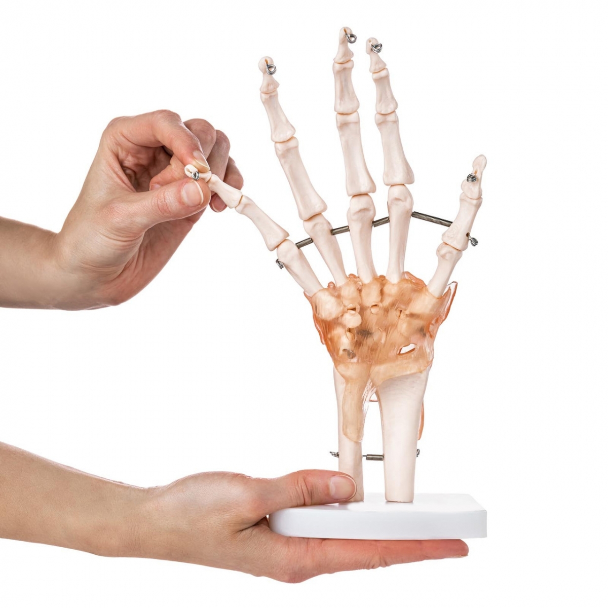 Anatomical Joint Model Set of 5 – Knee, Shoulder, Hip, Foot & Hand | Medical Teaching Aids